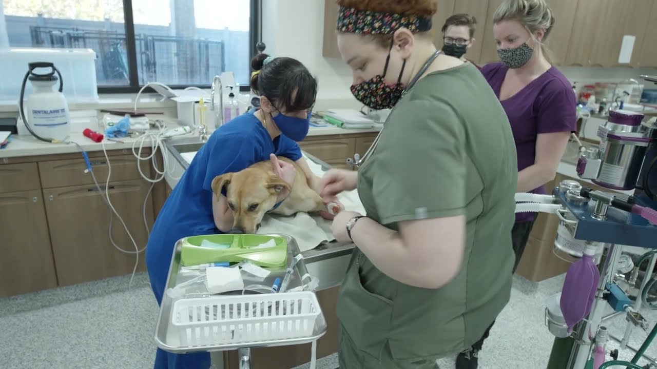Tri-C Veterinary Tech Program Overview