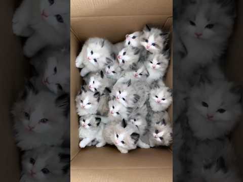 100'000'000 kittycats #kittycats #kittens #cats #shorts