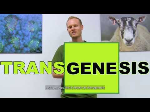 What is transgenesis all about?