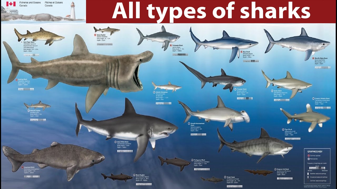 All types of sharks: A visual guide to shark diversity