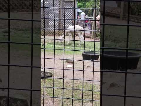 Travel with Me: White alpaca at Zoo Atlanta in downtown Atlanta, GA.