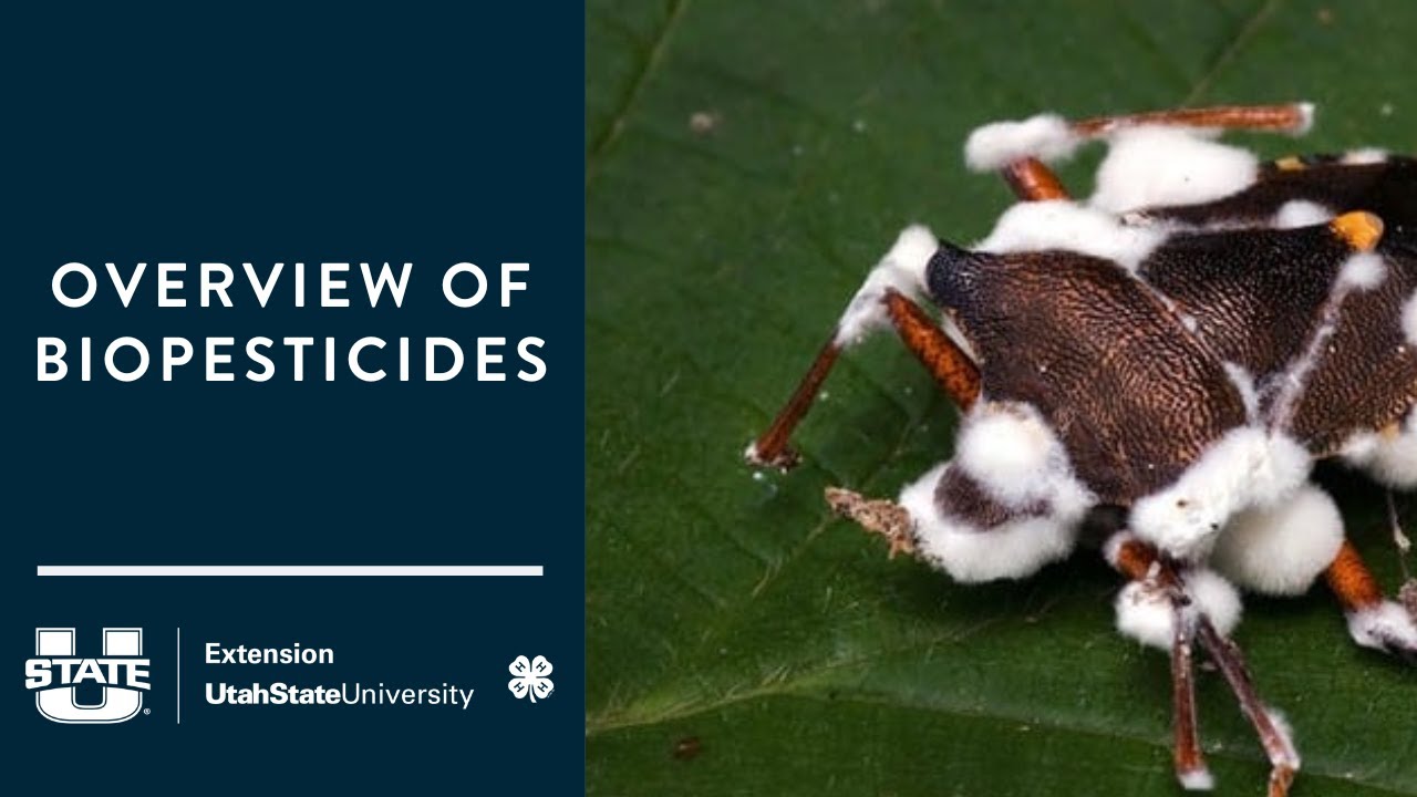 Overview of Biopesticides