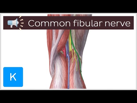 Common fibular nerve | Anatomical Terms Pronunciation by Kenhub