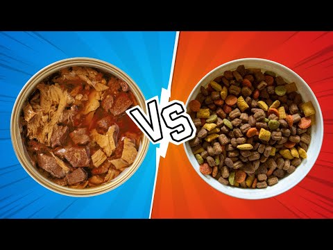 Nassfutter vs. Trockenfutter: Was ist für KATZEN besser? (Pro & Contra)