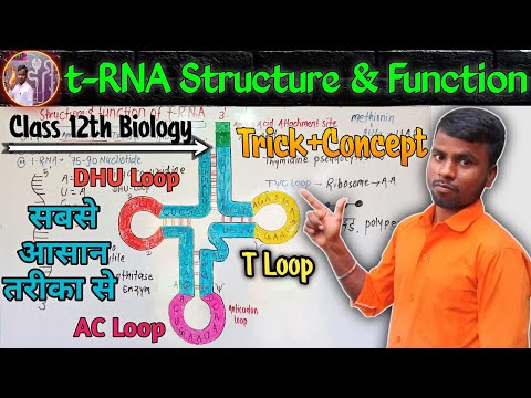 t RNA structure in Hindi | Neet biology | Molecular basis in heritance one shot | class 12th biology