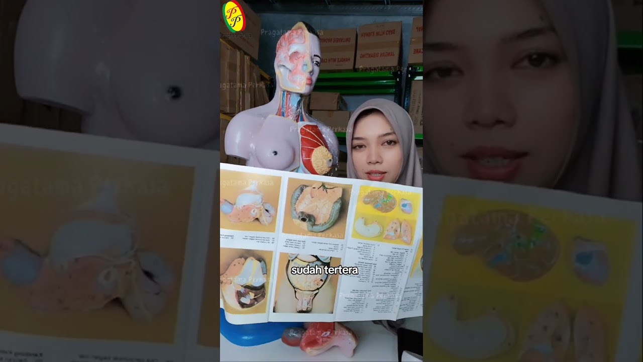 Alat Peraga Pendidikan Torso Anatomi Dwi Fungsi