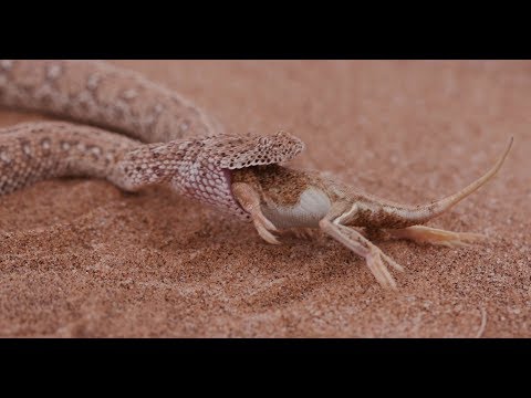 Sidewinder ambush lizard in the namib | CLASSIC WILDLIFE