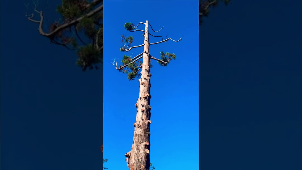 Why We Removed and Salvaged This Giant Sequoia: Insights from the Landscape Architect