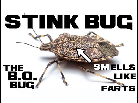10 Stinkbug Facts - The B.O. Bug - Animal a Day