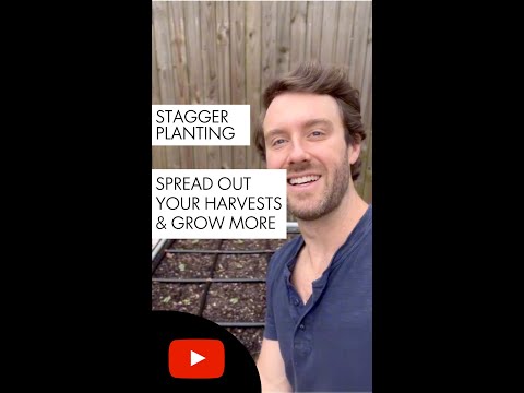 Stagger Planting - What It Is & How It Works 🌱 Harvest More for Longer in Your Raised Garden Bed 🌱