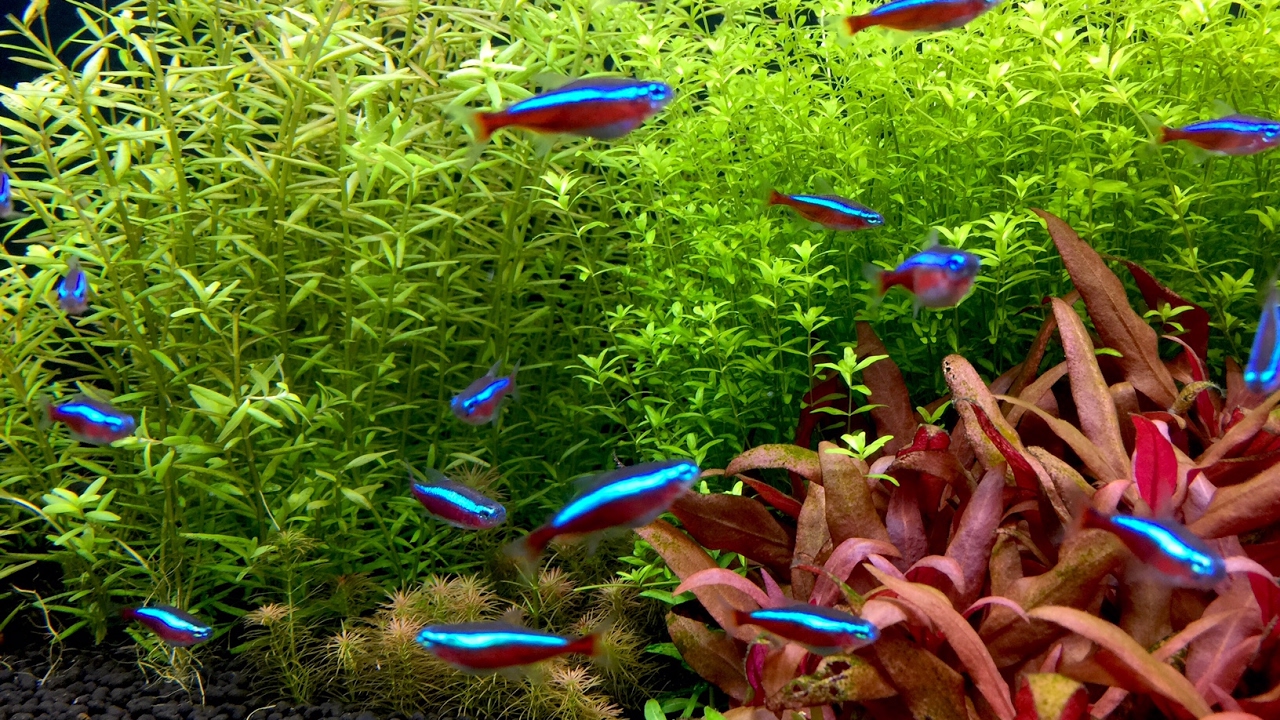 10 Most Colorful Types of Tetras to Intrigue Aquarists