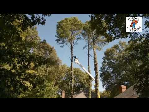 ABOUT US :: Diego-tree-service