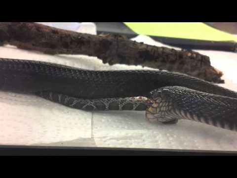 Indigo snake eating a black racer
