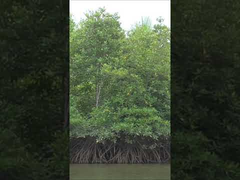 HUTAN MANGROVE #SHORT