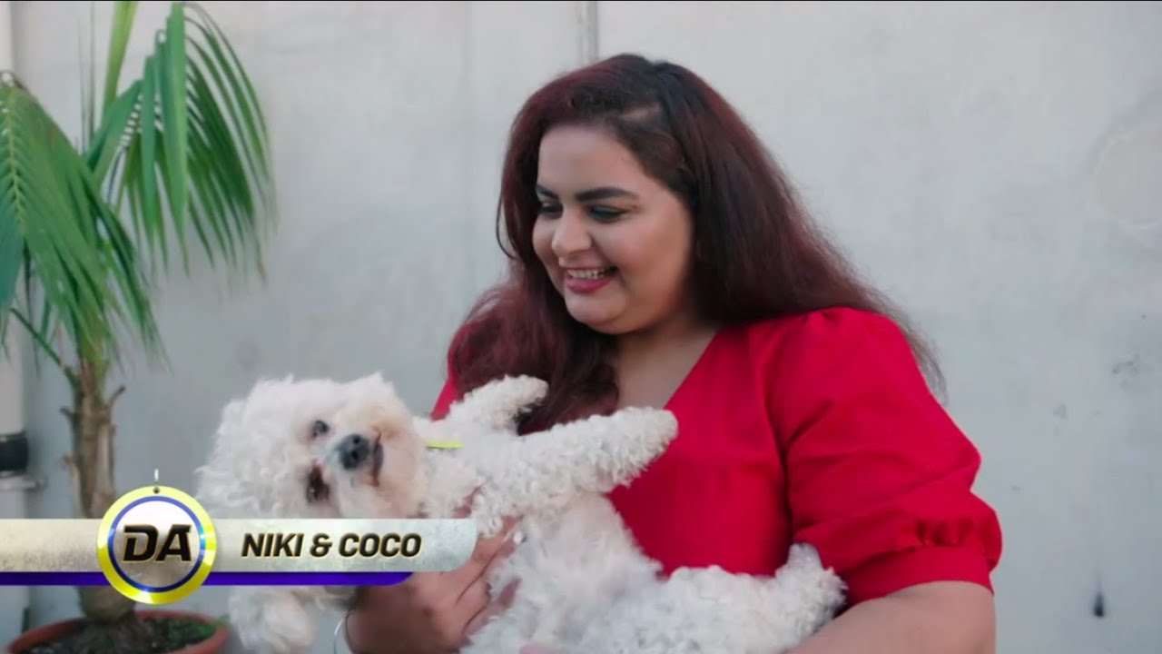 Coco and Niki's TV Debut on TVNZ Dog Almighty!!!