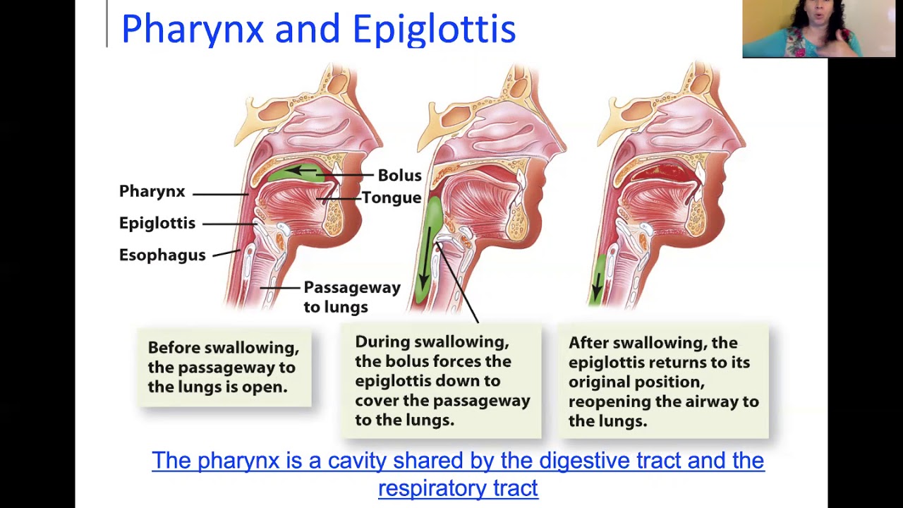 Nutrition PPT Chap 3