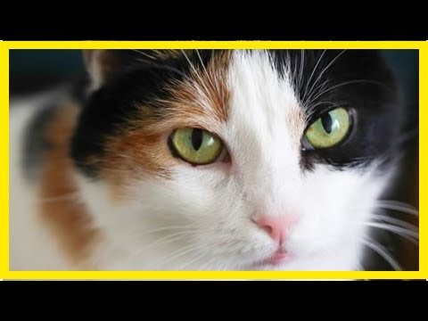 Why are calico and tortoiseshell cats female?