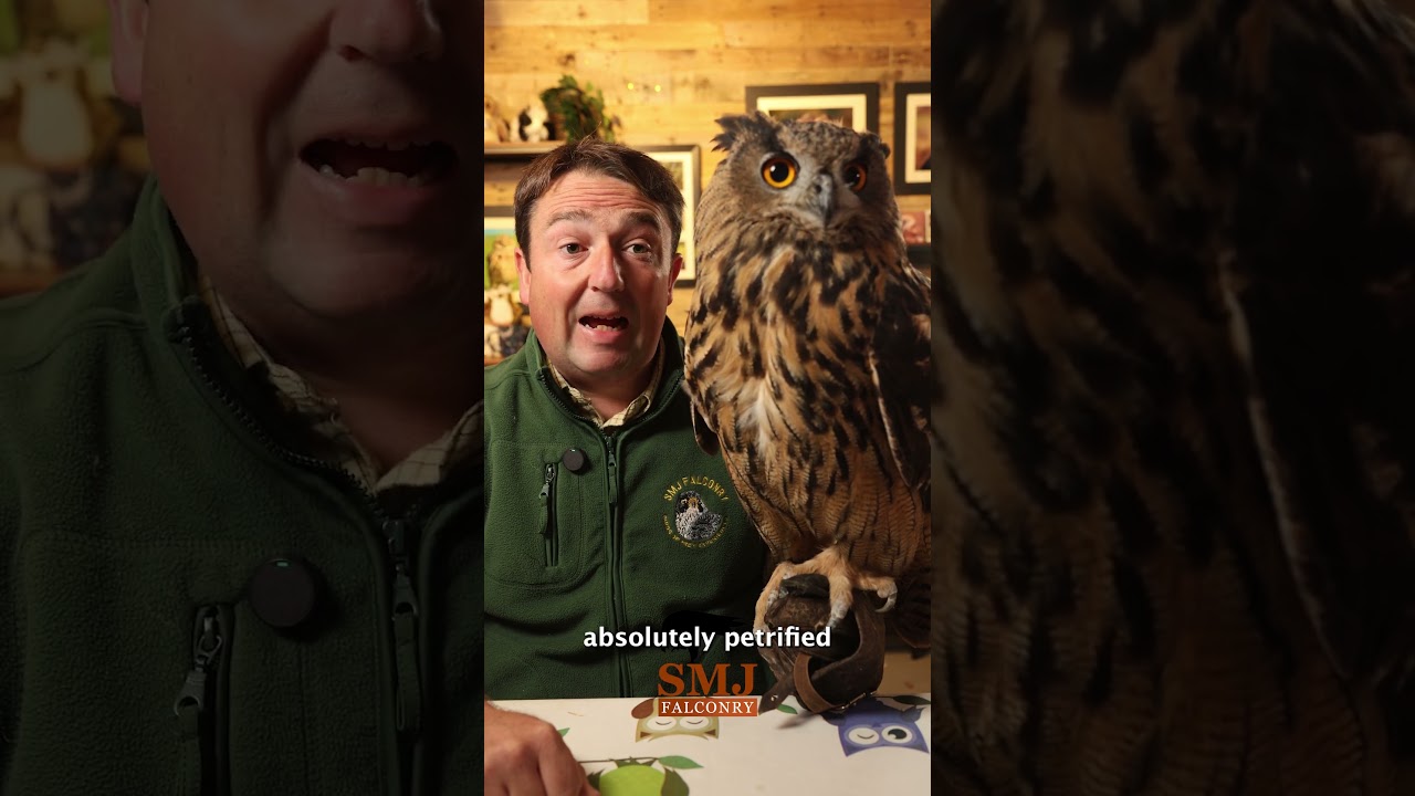 Eurasian Eagle Owls are one of the largest owls in the world #eagleowl