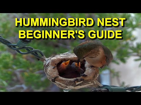 Hummingbird Nest Ultimate Beginner's Guide