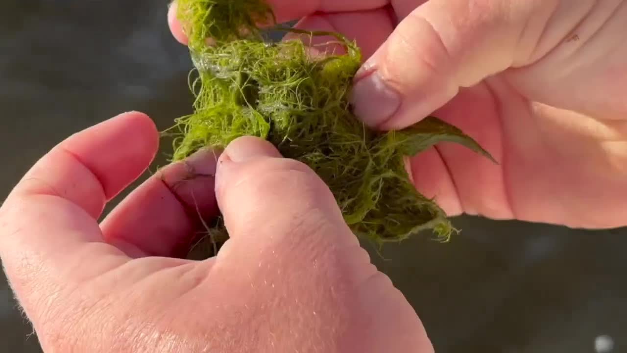Green Algae replacing what once lush sea grass meadows in Matlacha