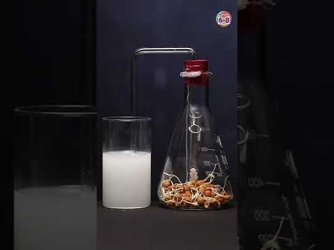 Do Germinated Seeds Respire? | Respiration of Germinating Seeds #shorts