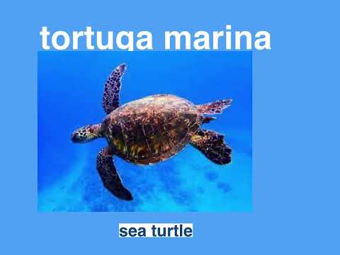 Ocean animals. Animales del océano. Foundations for learning Spanish step by step for beginners