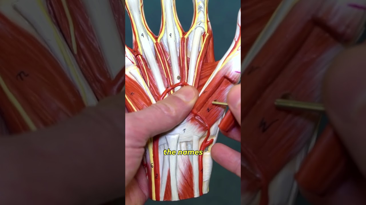 Muscles of the Hand: A Thumb's Up Guide