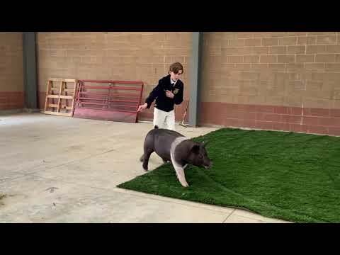 Justin Pieracci Hollister FFA - StockShowAuctions.com