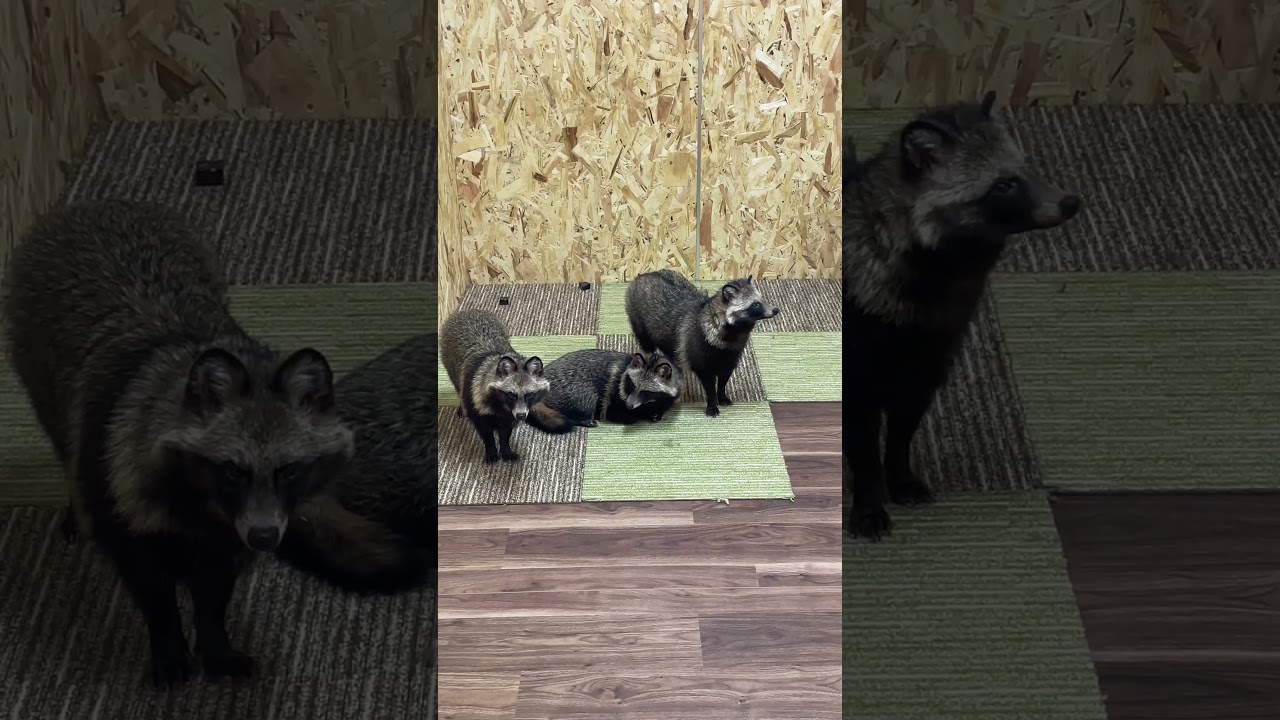 まどろむタヌキ達 Slumbering Tanuki