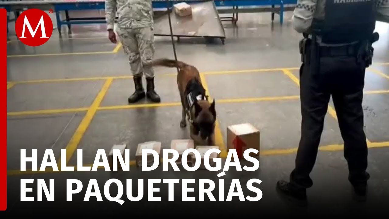 Aseguran cerca de diez kilos de mariguana en paqueterías de Nuevo León