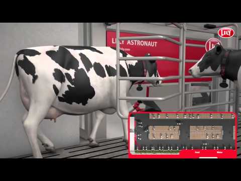 Free Cow Traffic