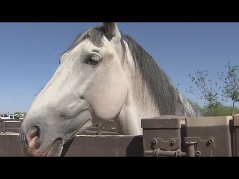 Medieval Times resumes educational shows | FOX 10 AZAM
