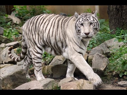 Fort Worth Zoo : White Tiger
