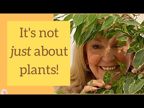 Biophilic design (how to apply biophilia in your home) Happy by design series