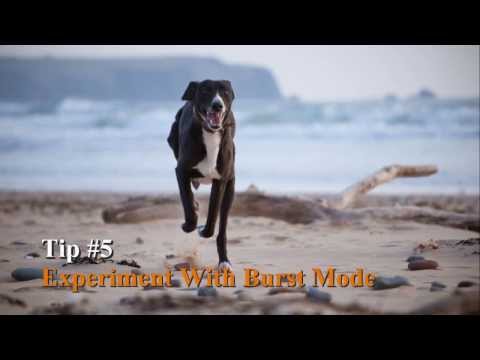 Pet Photography: Taking Better Pet Photos