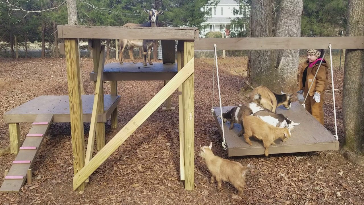 Goat playground