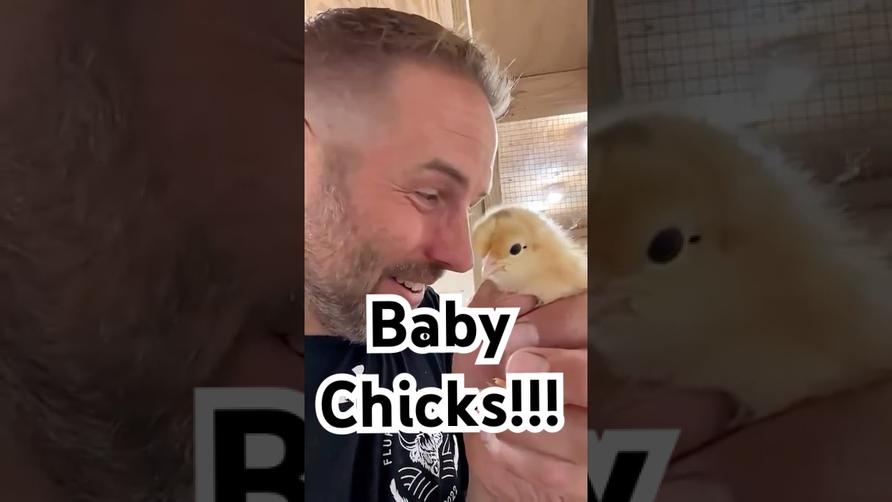 Baby chicks!