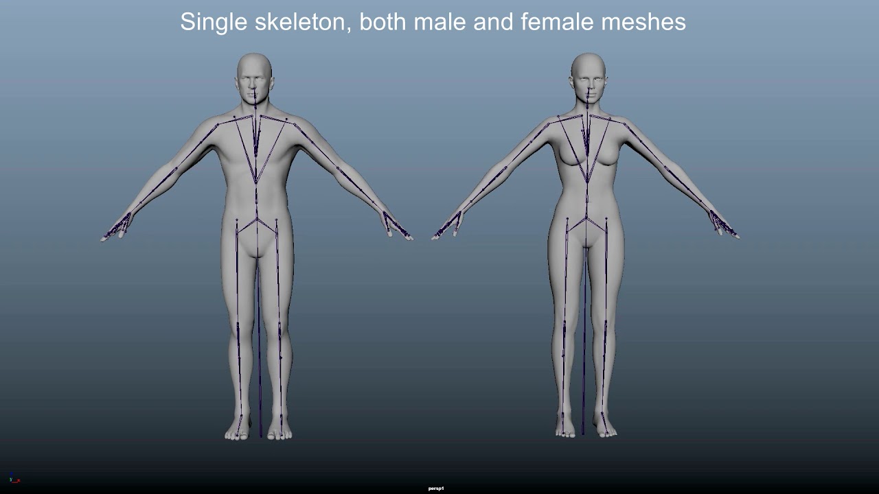 Male/Female Shared Skeleton - 2018