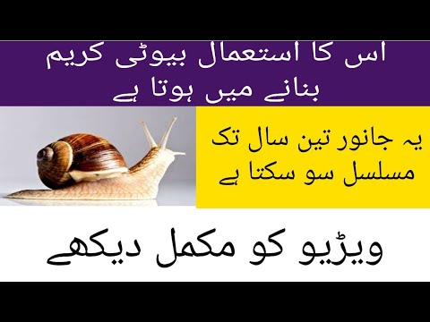 Important Facts of Snail in Urdu/hindi