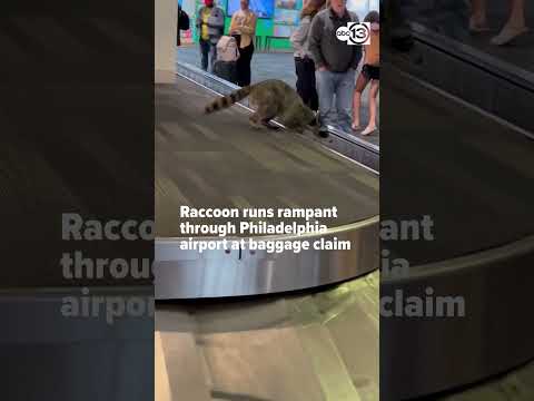 Raccoon runs rampant through Philadelphia airport at baggage claim