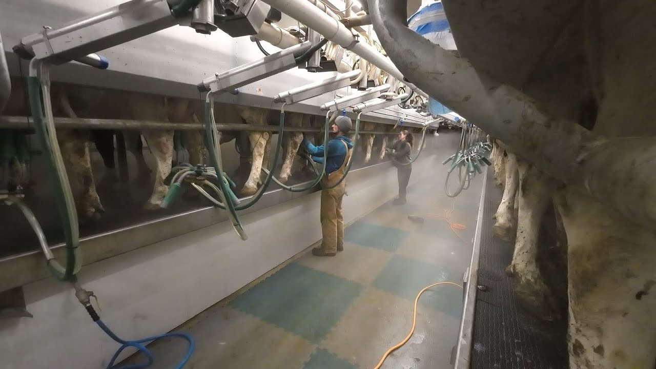 Winter Dairy Farming