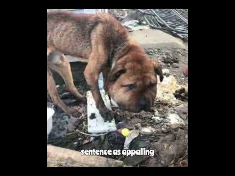 Deeply disappointed’ B C SPCA decries breeder’s sentence in animal cruelty case