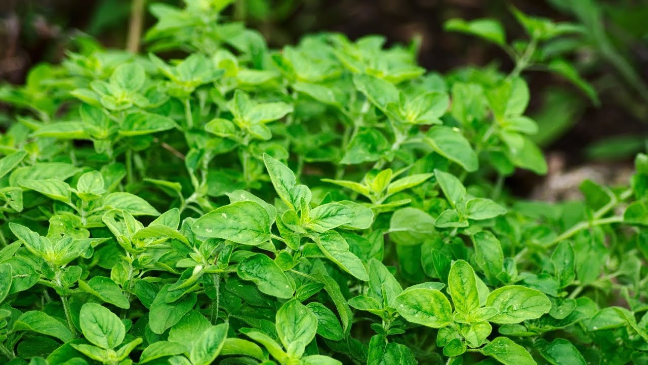 Parasite Cleanse: The Best Herbs
