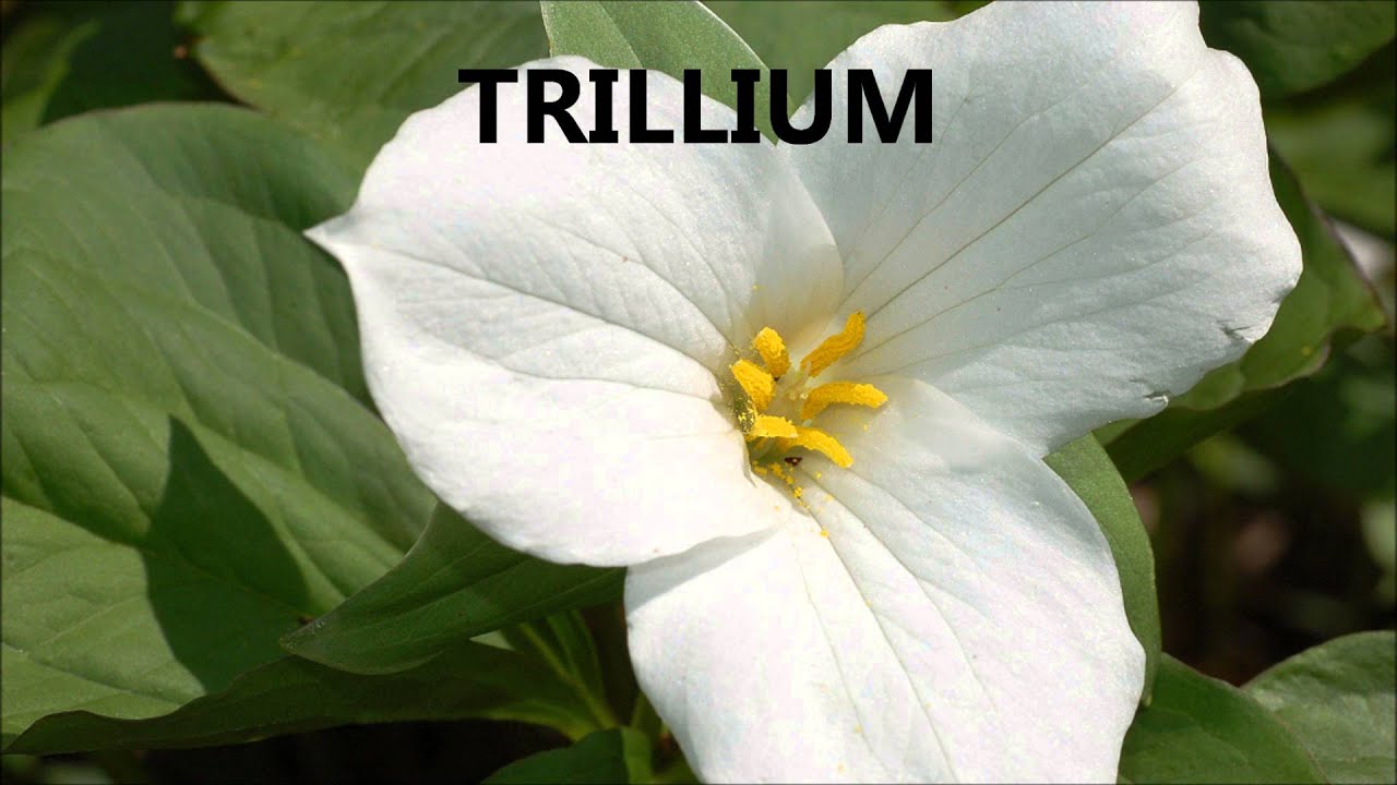 White Trillium For Sale