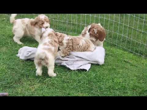 Moyen Poodle Puppies For Sale