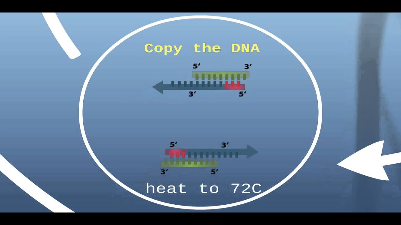 Hackaday Prize - Polymerase Chain Reactor