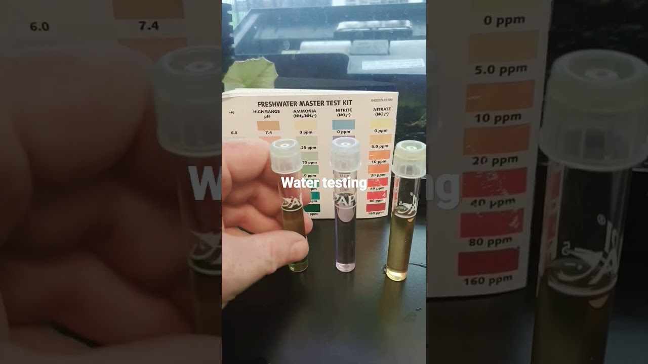 classroom fish tank #nature #classroom #classroomoftheelite