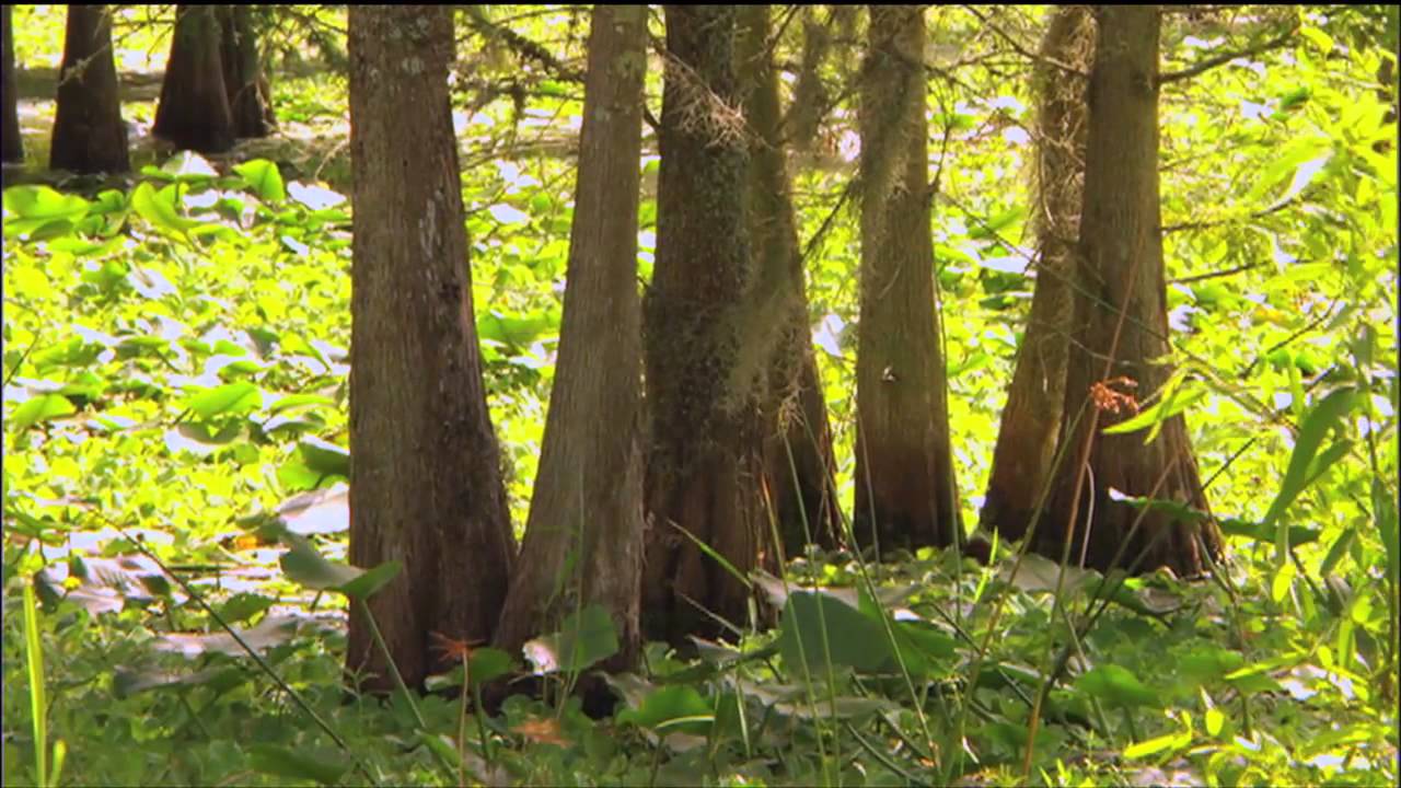 Phosphate 101 Video: Full Length