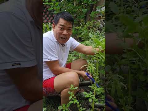SPINACH/KULITIS NAKATANIM SA BOTE NG SOFTDRINKS