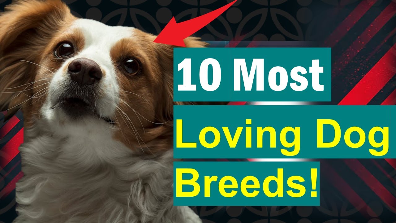 Top 10 Most Affectionate Dog Breeds – The Ultimate Cuddle Companions!